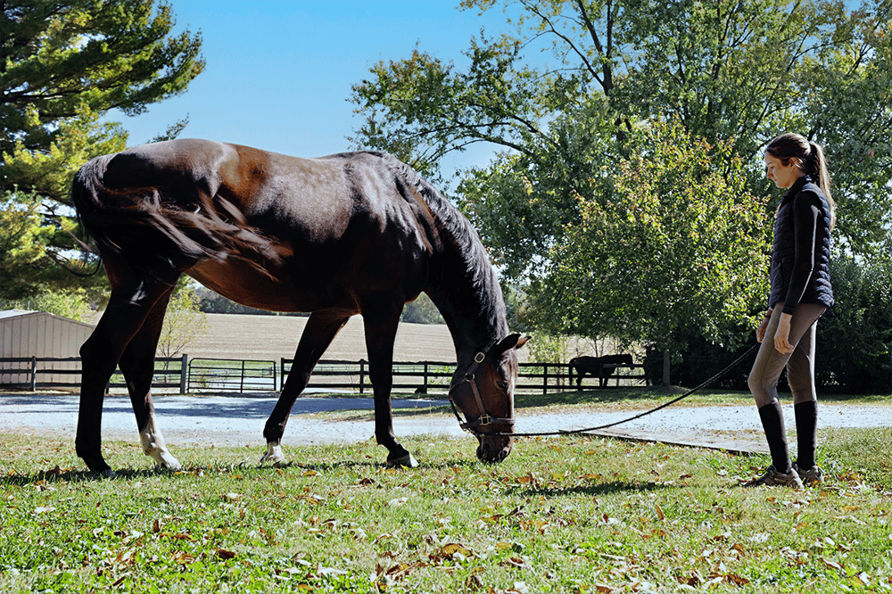 Antech — Equine Diagnostics